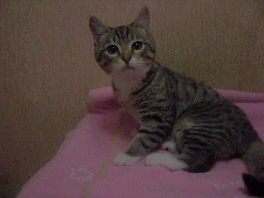 Котенок, ждет хозяев