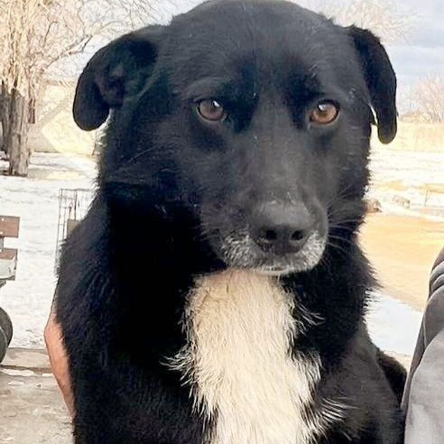 Небольшая собака в добрые руки