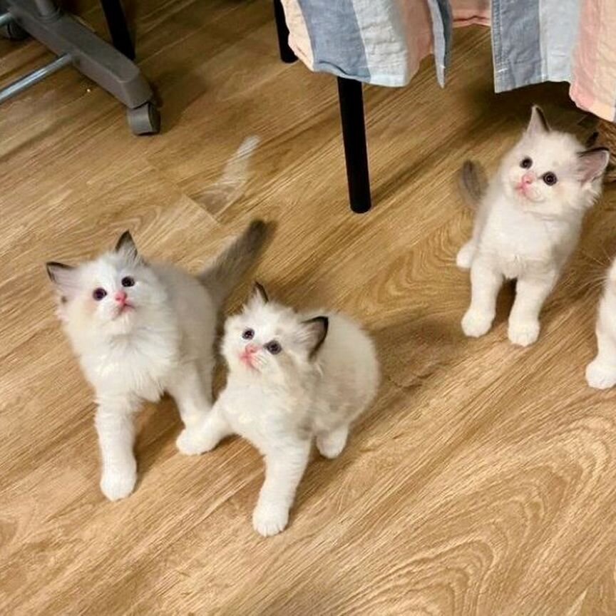 Малышки Рэгдолл