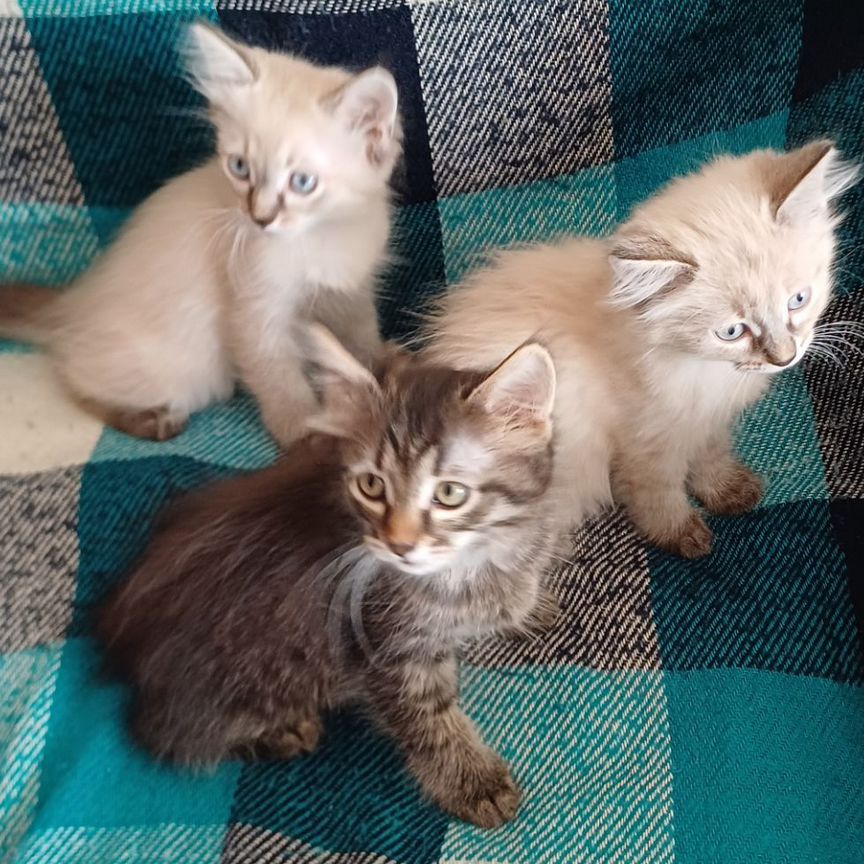 Котята в добрые руки
