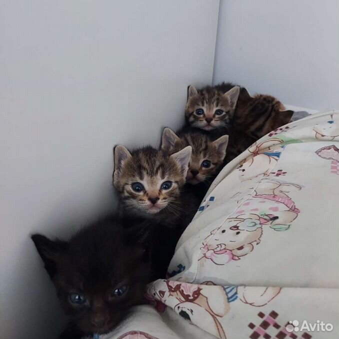 Котята, мама шотландская, папа большая любовь