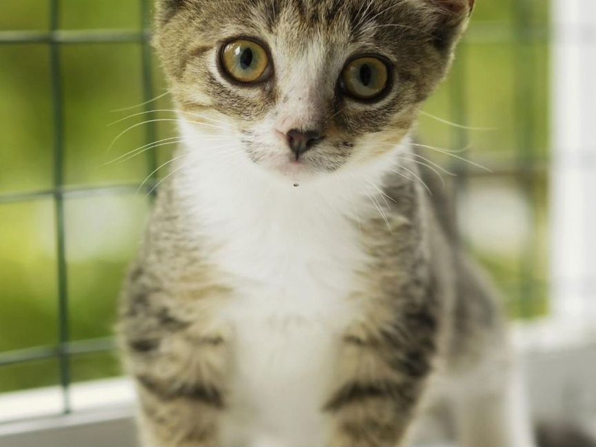 Луна - добрая, ласковая и контактная