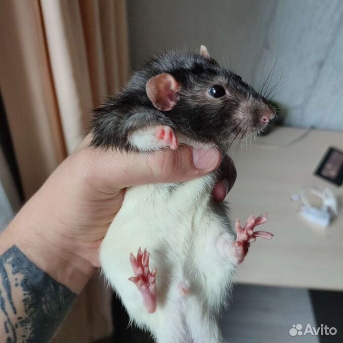 Декоративная крыса с клеткой