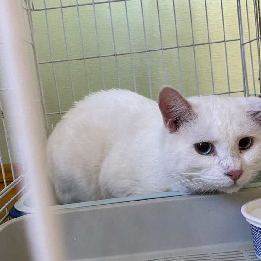 Котик голубоглазый белый в добрые руки