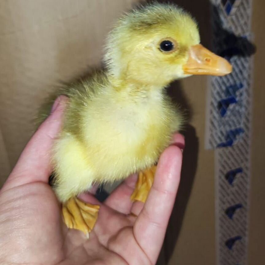 Гусята суточные и подросшие