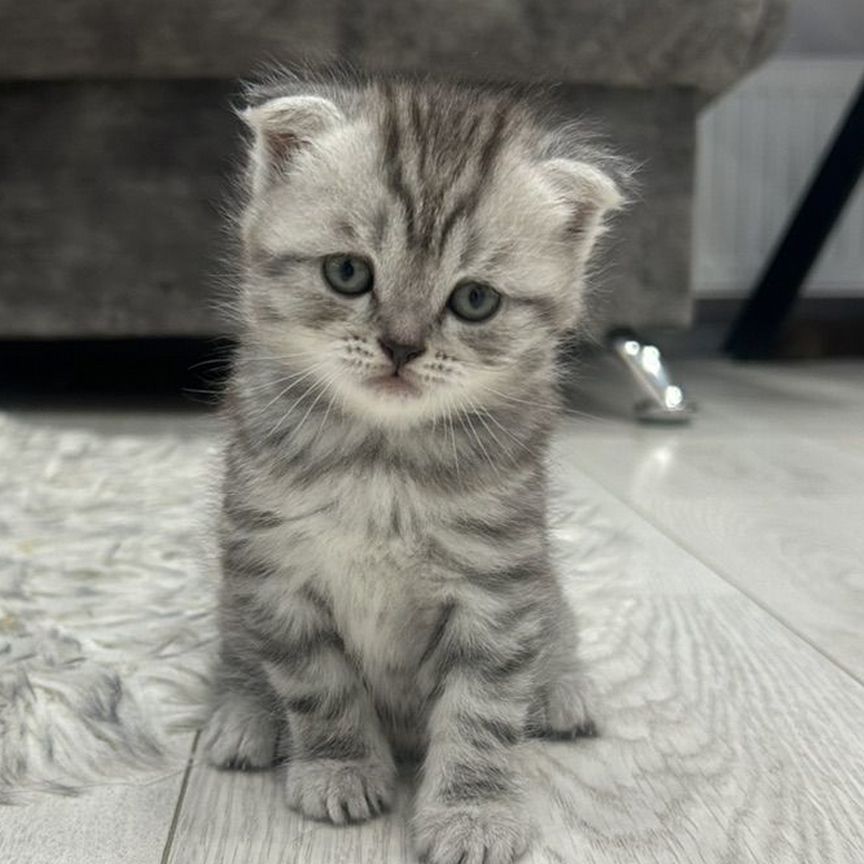 Шотландский вислоухий короткошёрстный котёнок