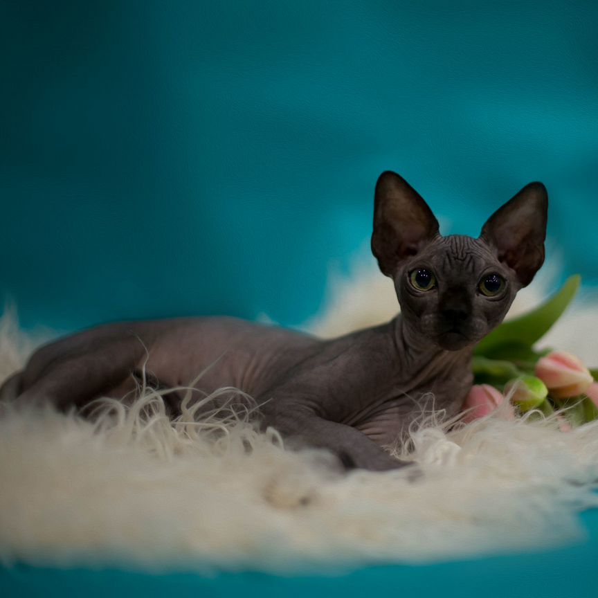 Канадский сфинкс котёнок