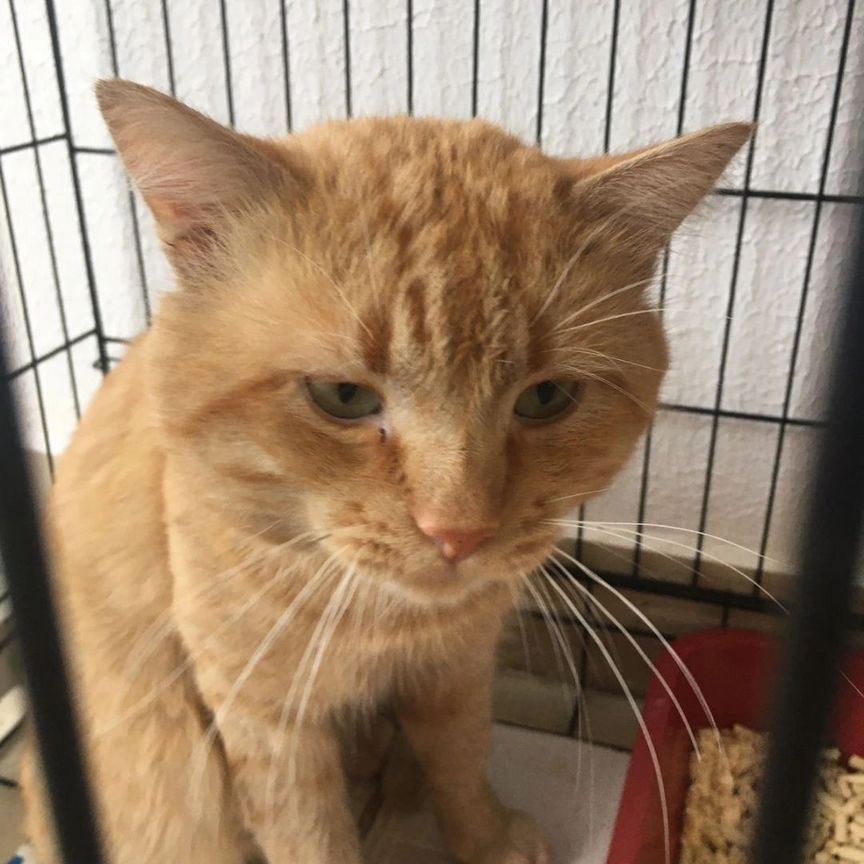 Котик