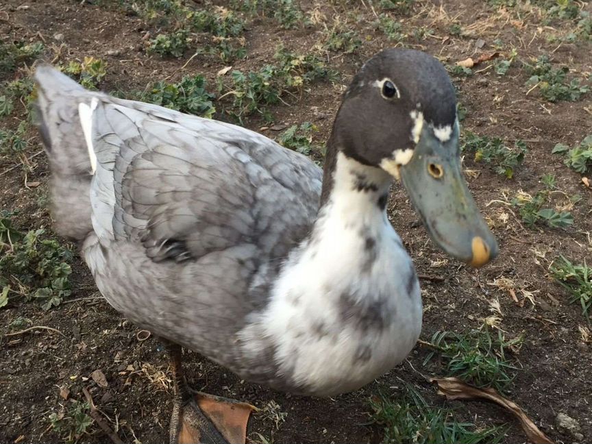 Утята фаворит, хохлатые, мускусные