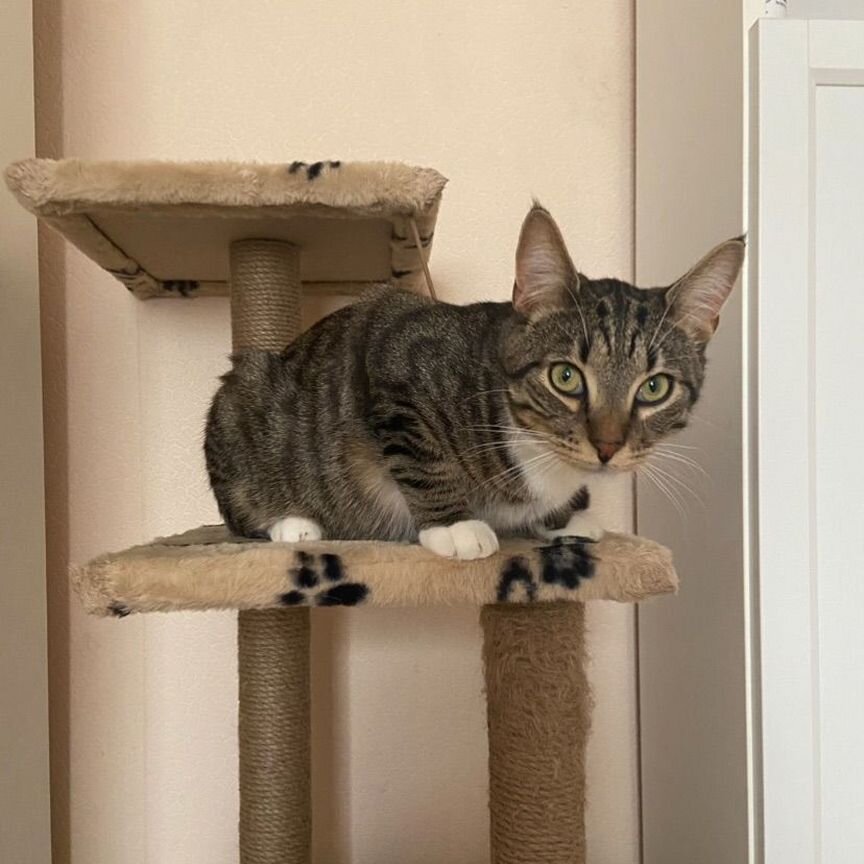 Кот в добрые руки