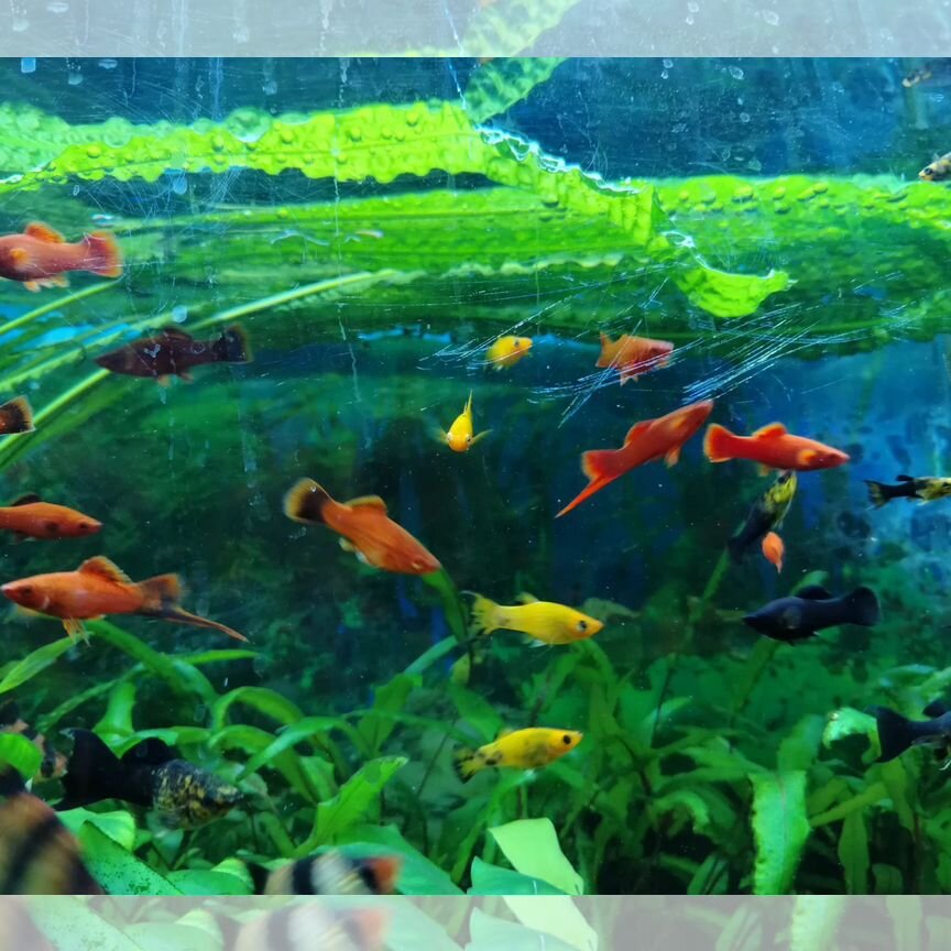 Рыбки меченосцыи малонезии