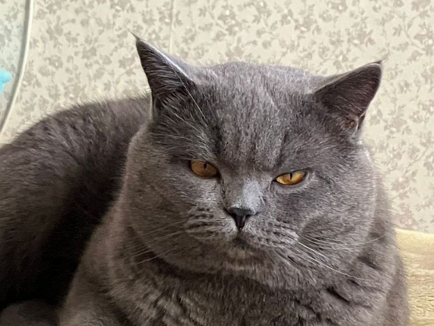 Шотландский кот на вязку