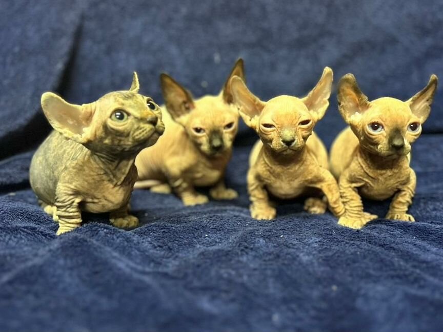 Канада,эльфы,двельфы,бомбино