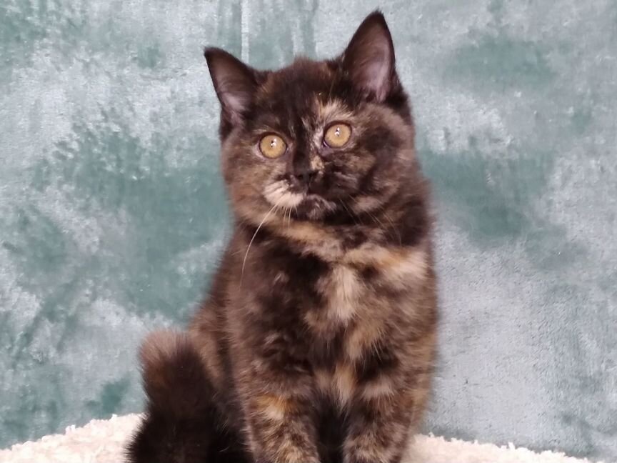 Черный с рыжим британский котенок девочка