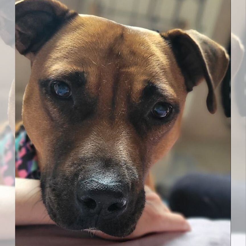 Американский стаффордширский терьер, взрослая собака