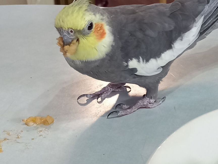 Попугай корелла, самец