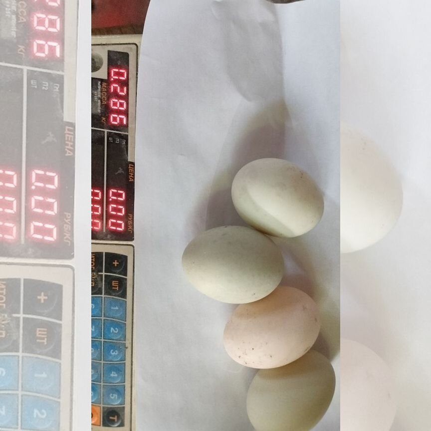 Яйцо индийский бегунок инкубацыонные