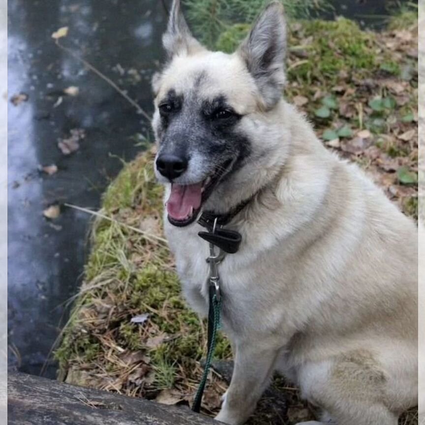 Взрослый пёс в добрые руки