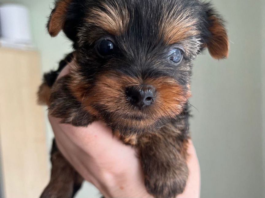 Йоркширский терьер щенки