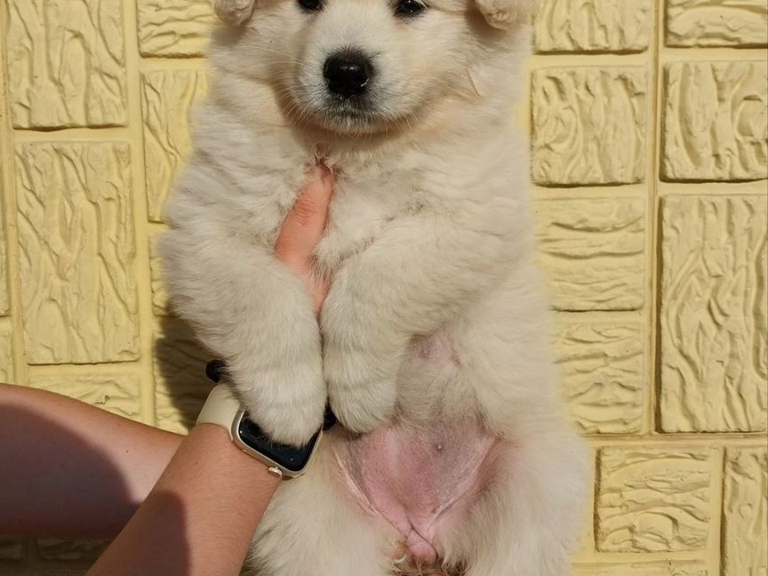 Щенки самоеда и лабрадора