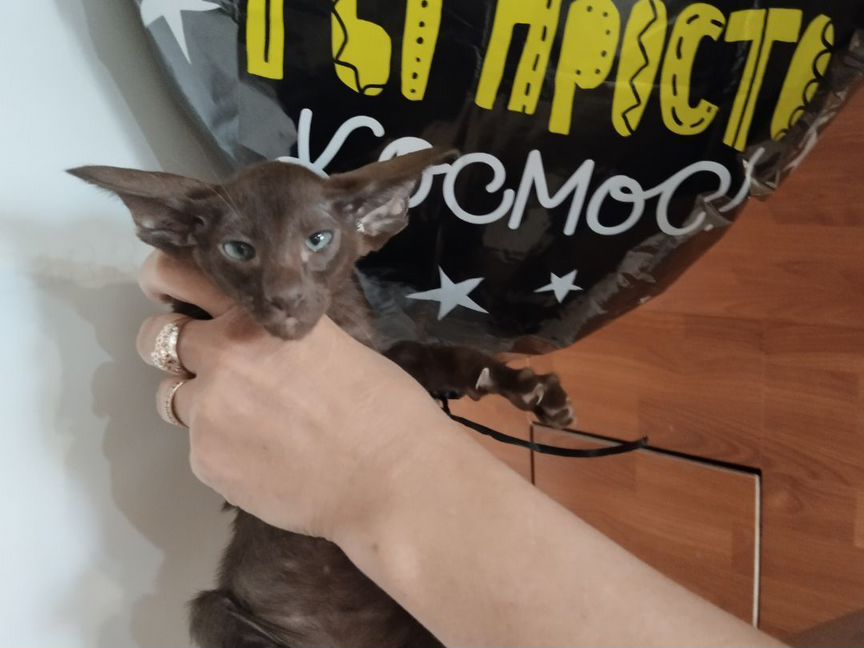 Ориентальные котята