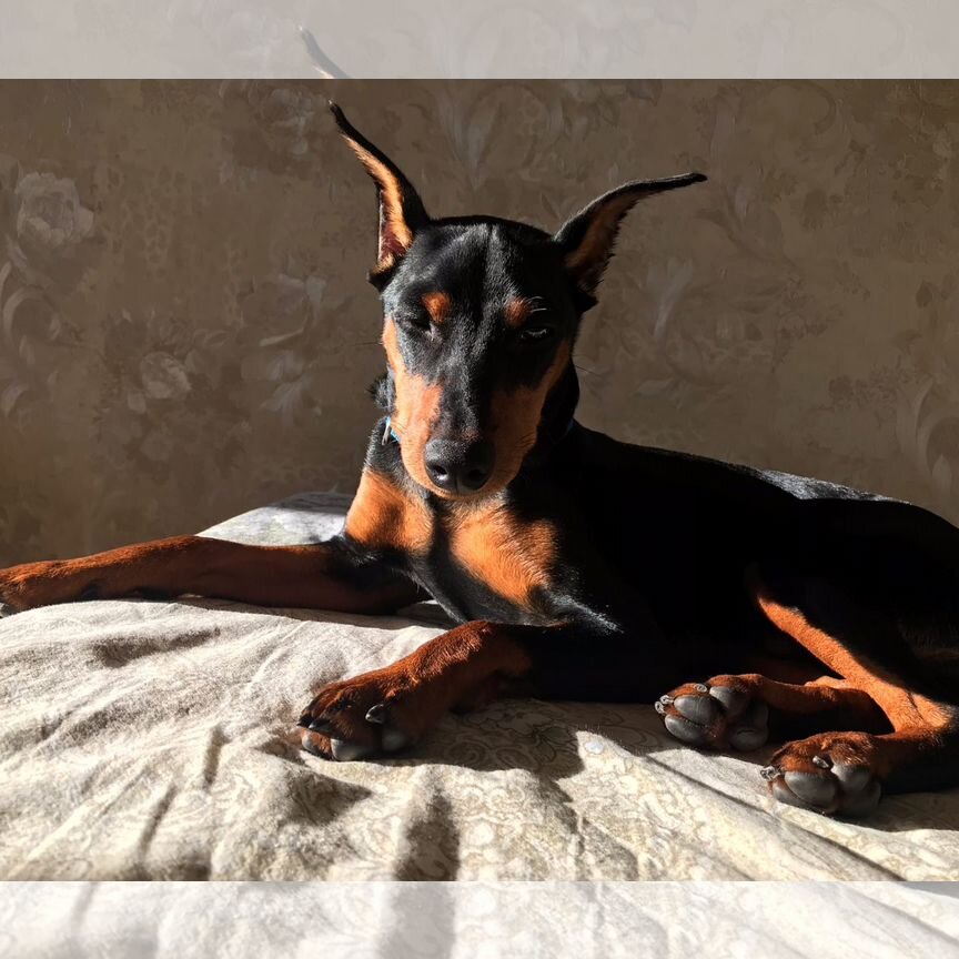 Цвергпинчер, щенок