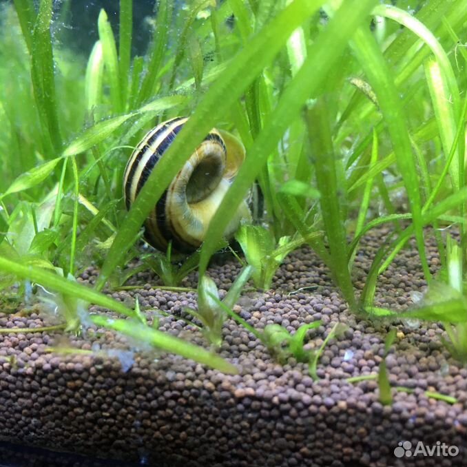 Улитка мариза