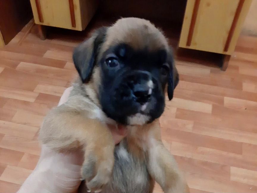 Боксерчики