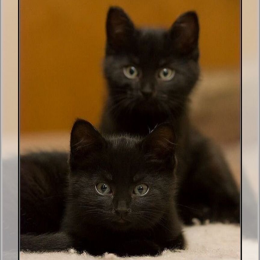 Сибирский котёнок