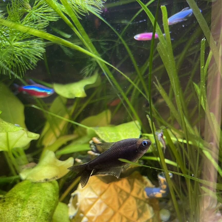 Тетра пальмери