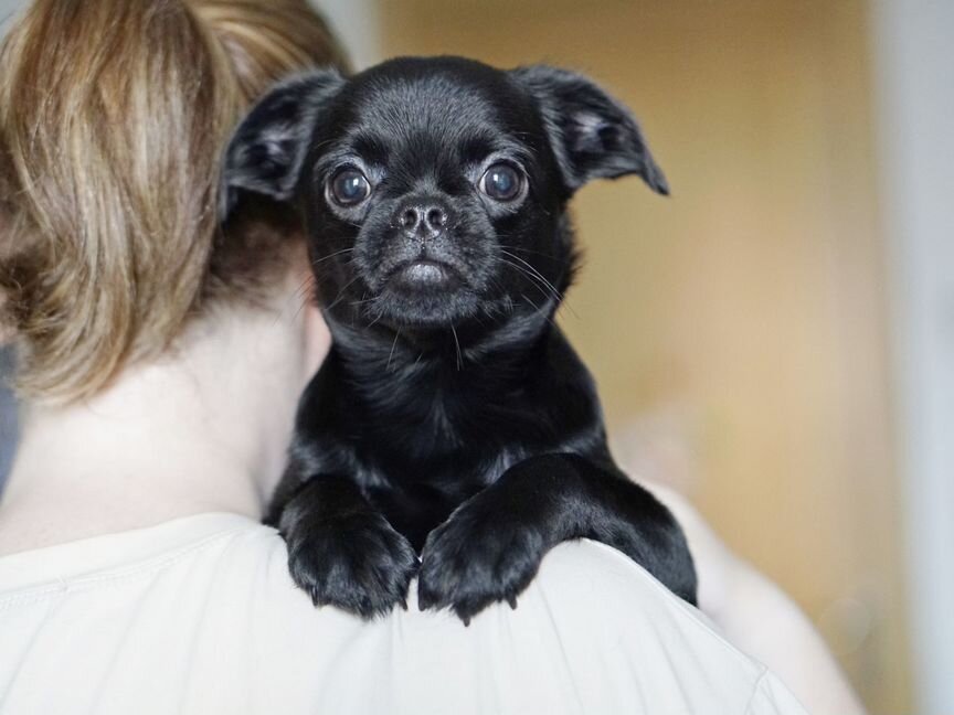 Щенок Пти Брабансона