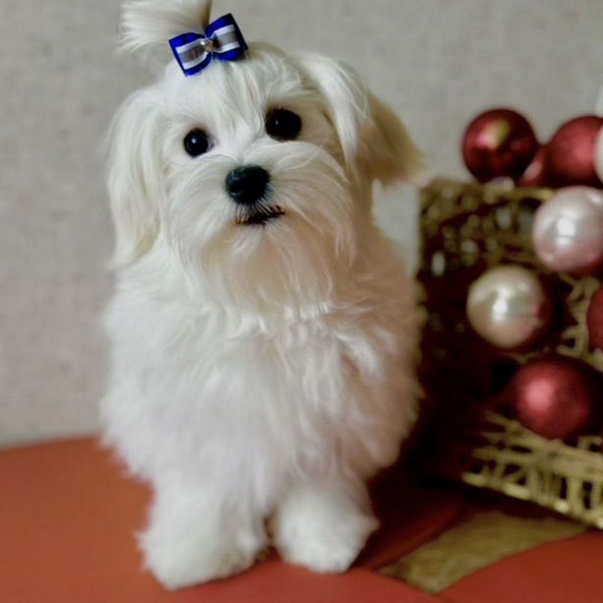 Мальтийская болонка, щенок