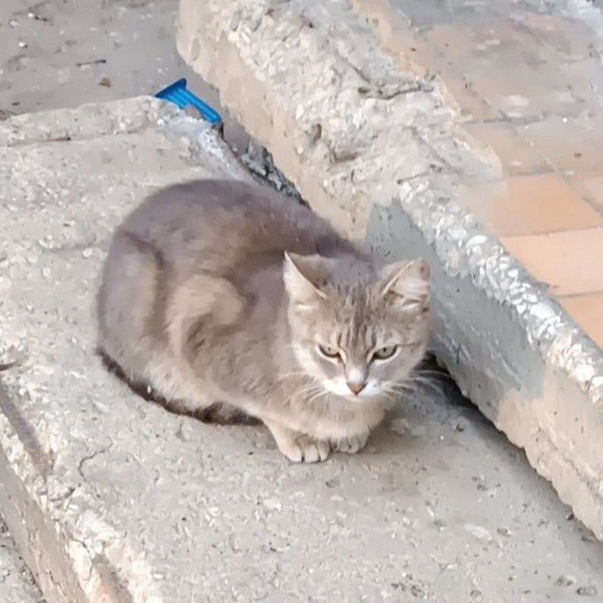 Кошечке Алисе очень нужен дом