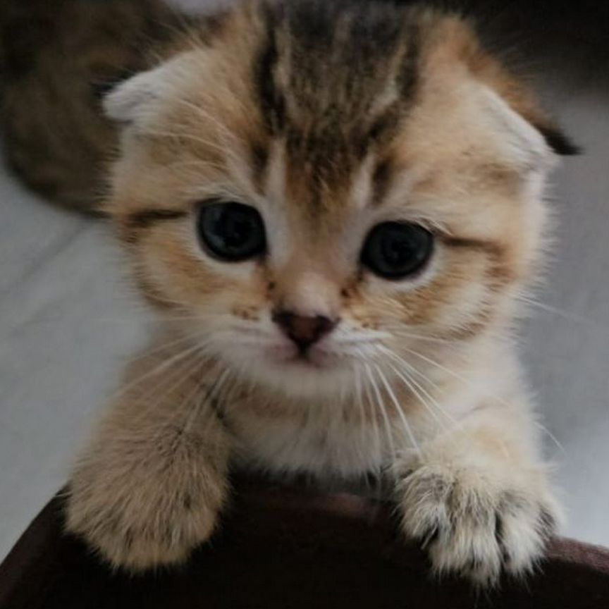 Шотландский вислоухий длинношёрстный котёнок