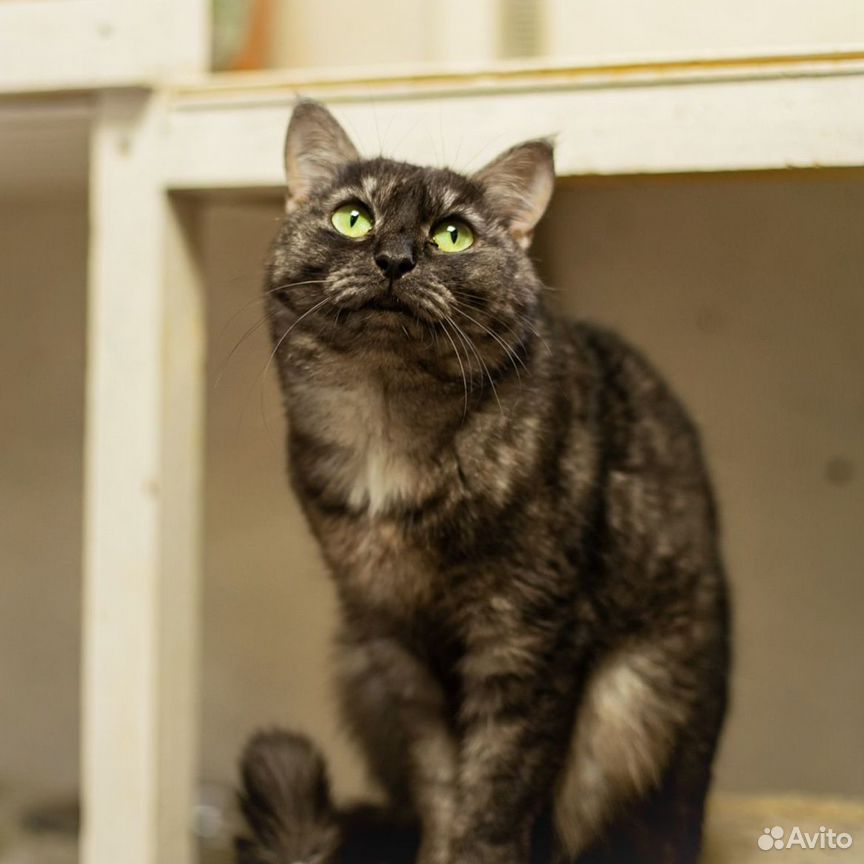 Милейшая кошечка ищет семью