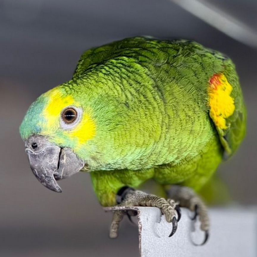 Попугай Амазон синелобый выкормыш