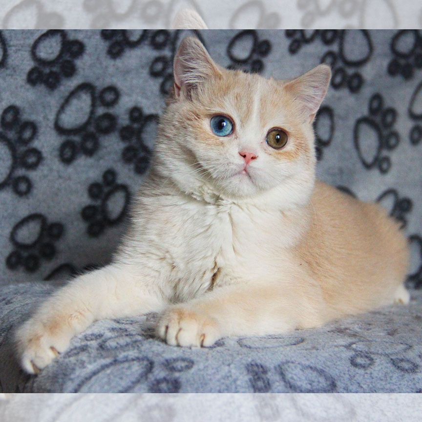 Британский короткошёрстный котёнок