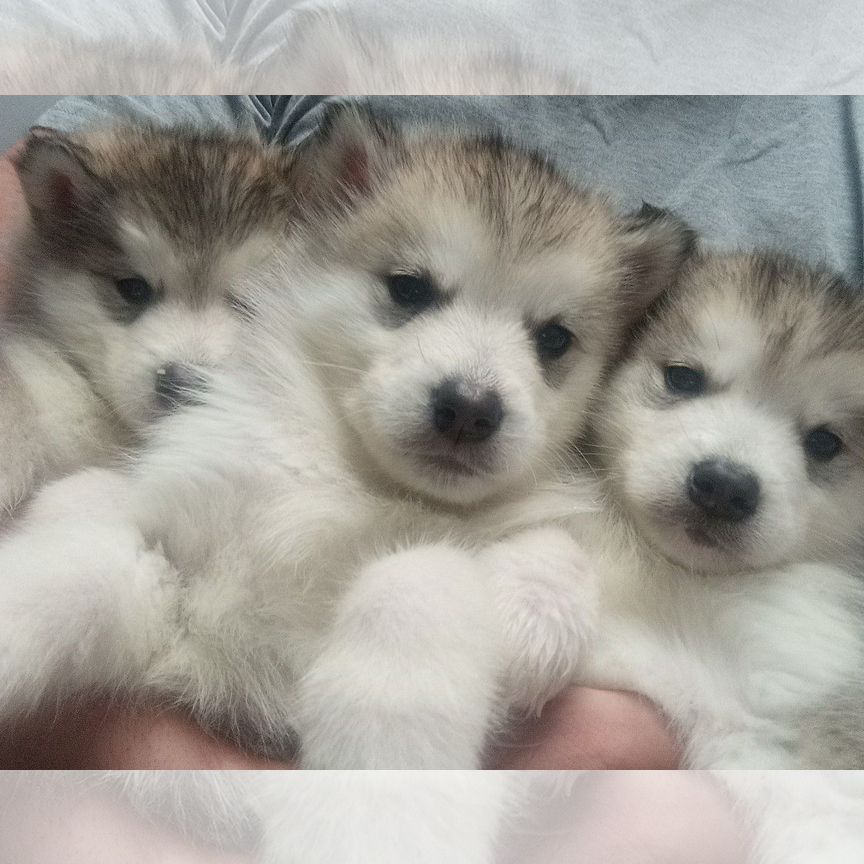 Аляскинский маламут, щенок