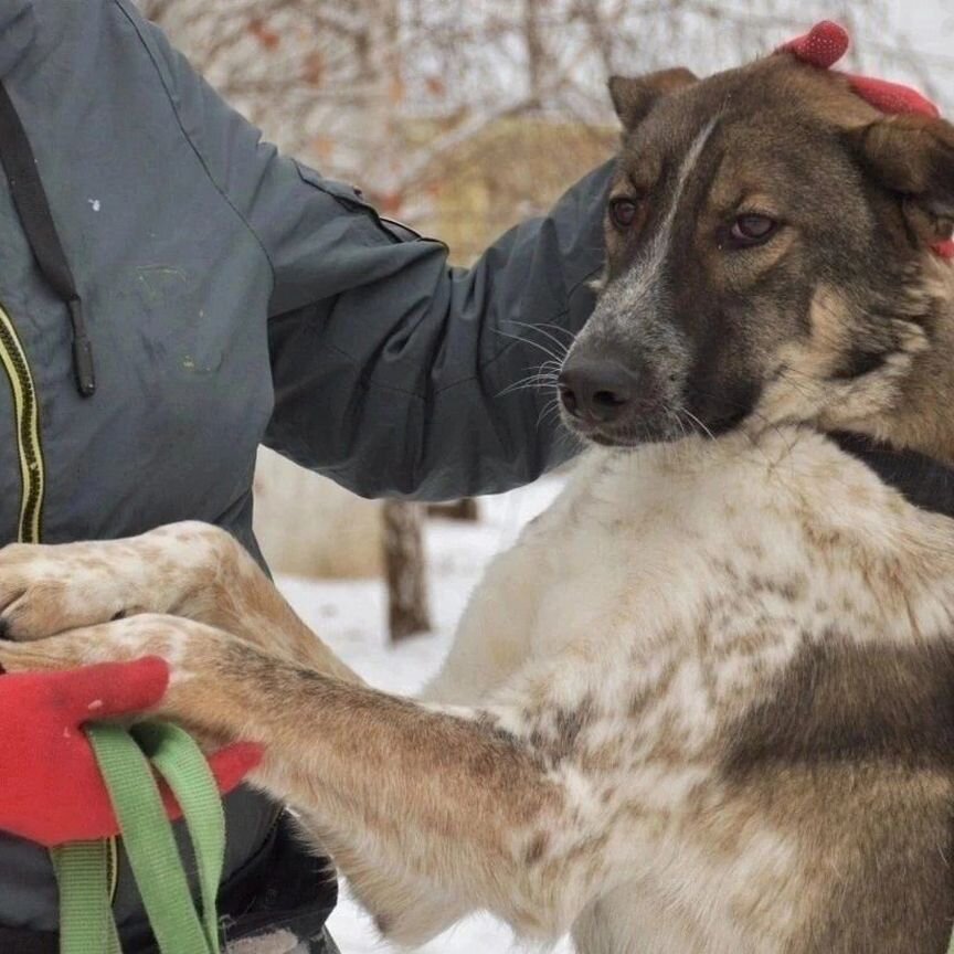 Молодой кобель шон