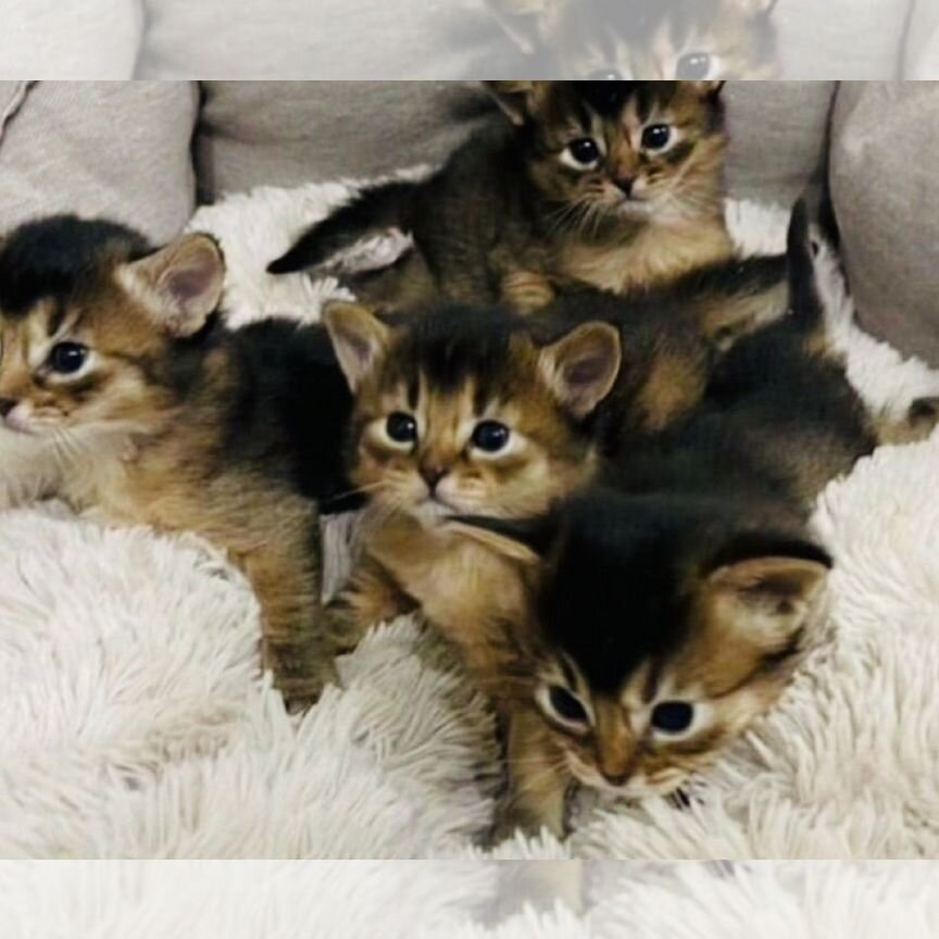 Котята