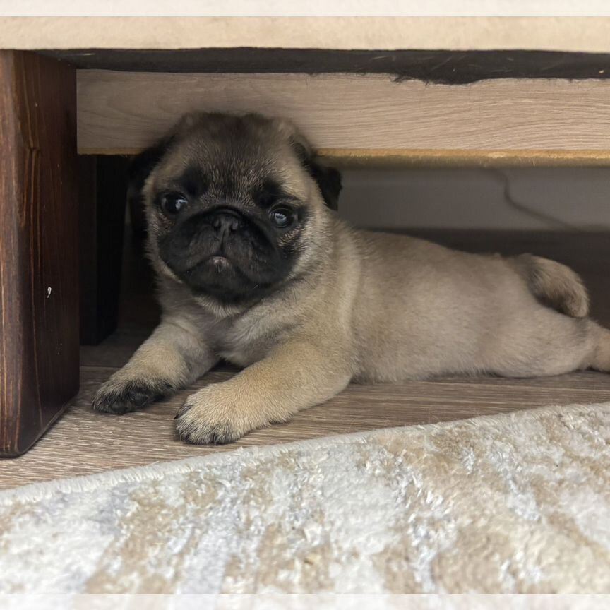 Мопс, щенок