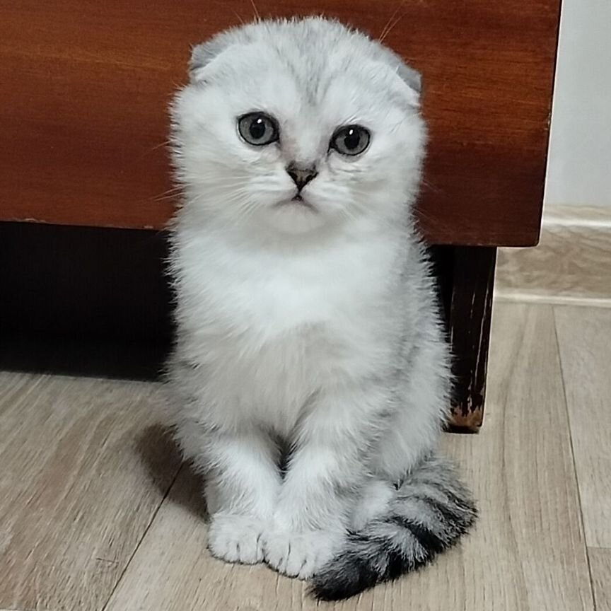 Шотландский вислоухий короткошёрстный котёнок