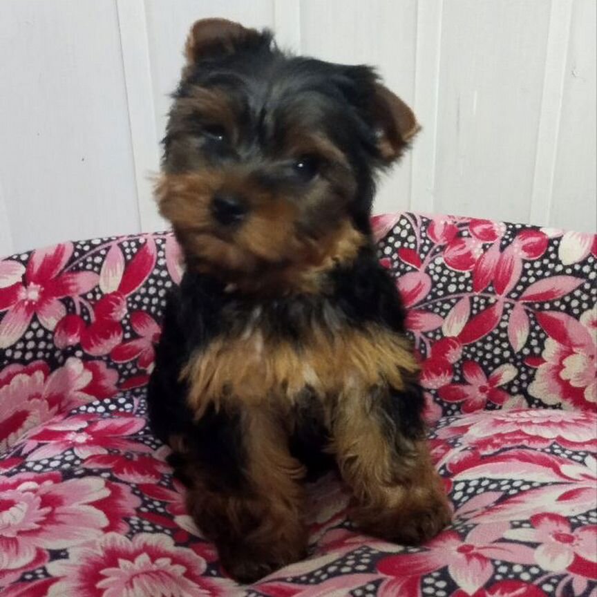 Йоркширский терьер