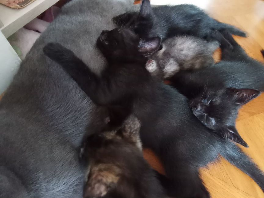 Котята в добрые руки
