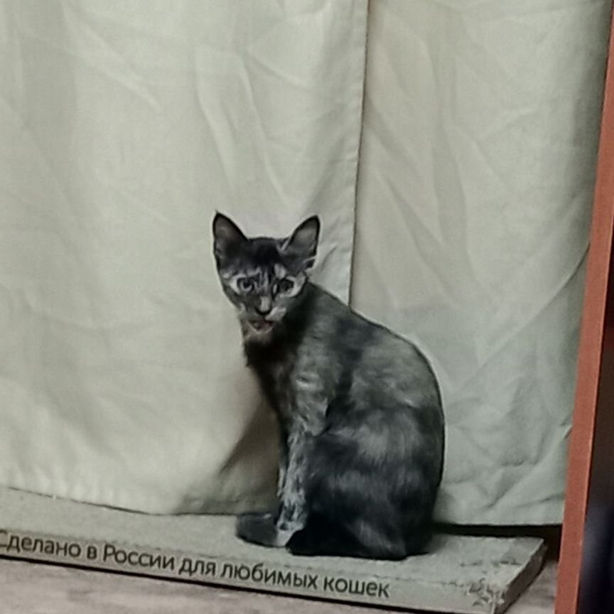 Кошка