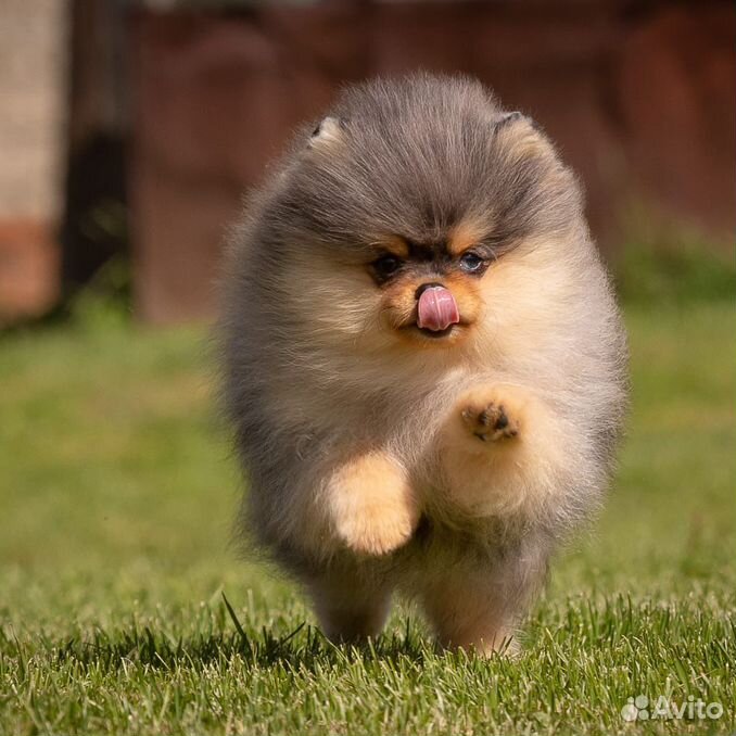 Шикарный мальчишка редкого окраса