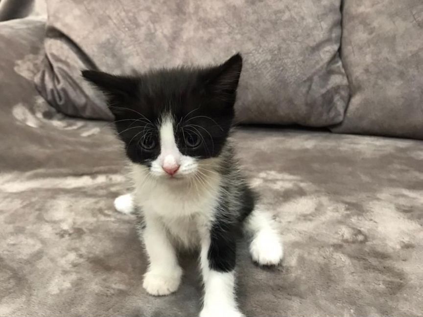 Чудесные котики в дар