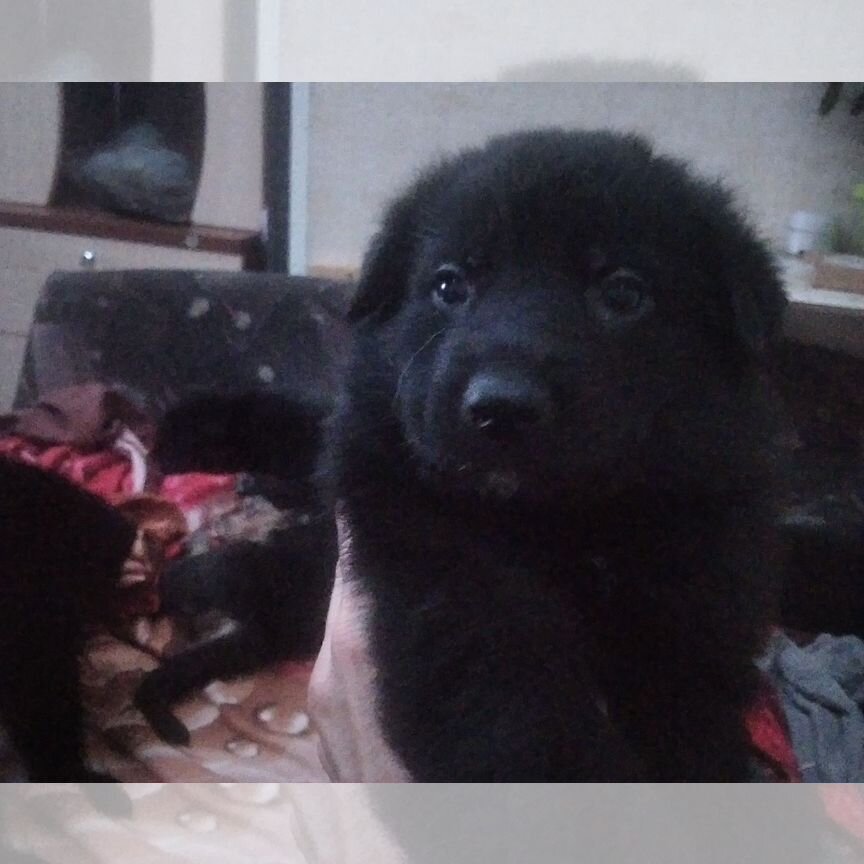 Немецкая овчарка, щенок