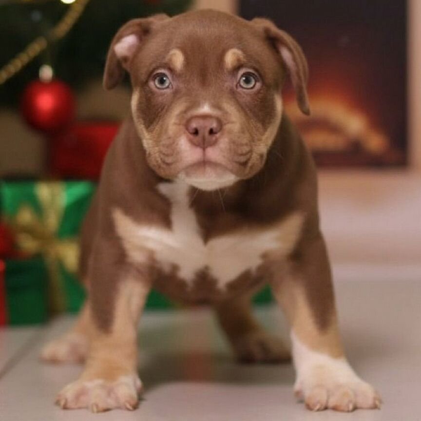 Американский булли, щенок