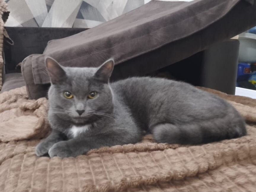 Британский котик вязка